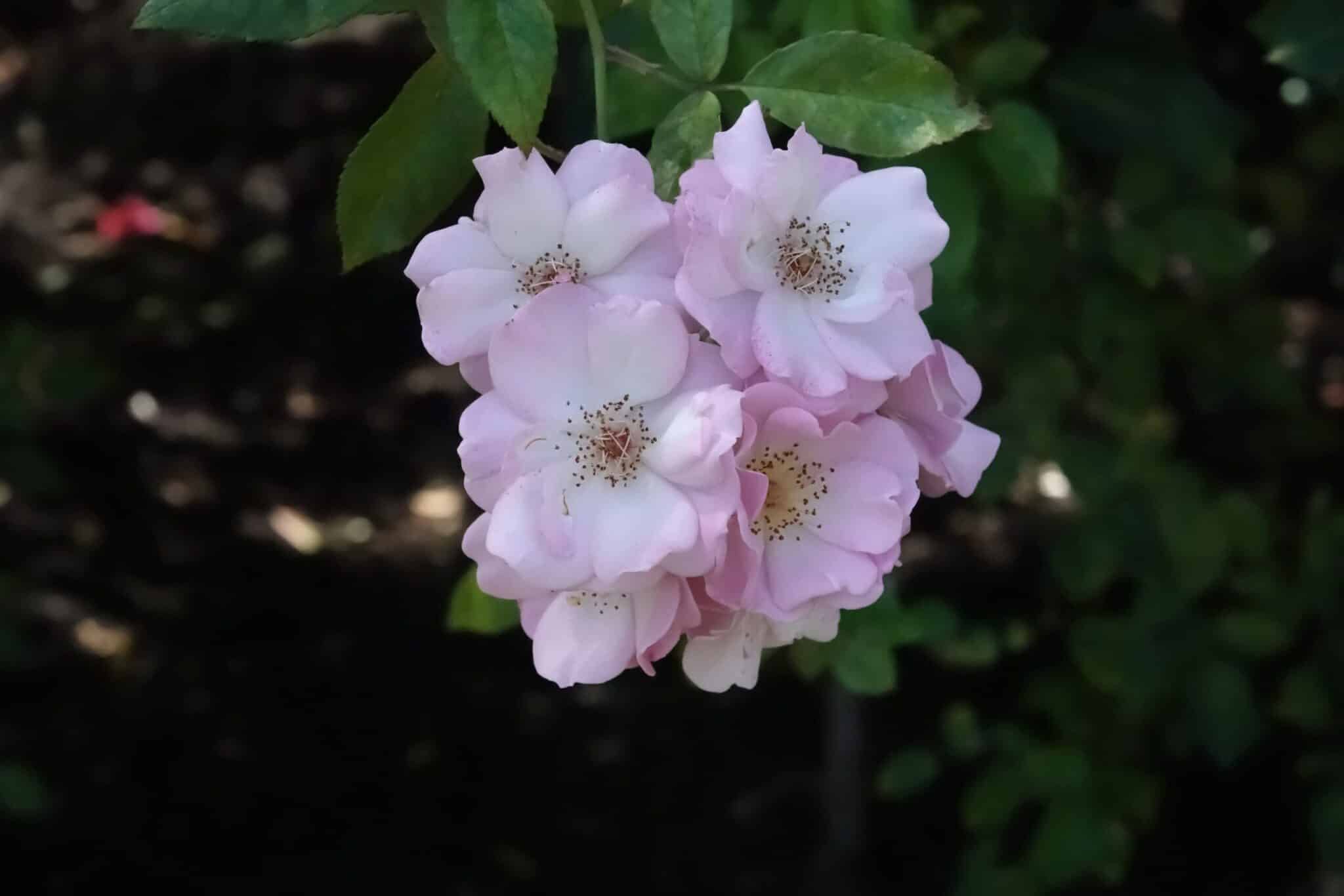 Rose Garden Map | Forever Balboa Park