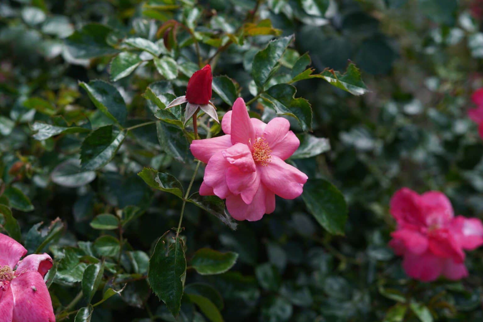 Rose Garden Map | Forever Balboa Park