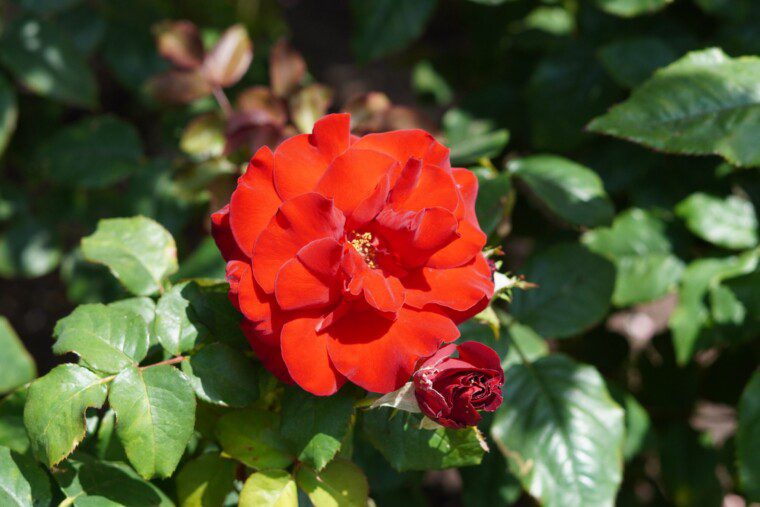 Rose Garden Map | Forever Balboa Park