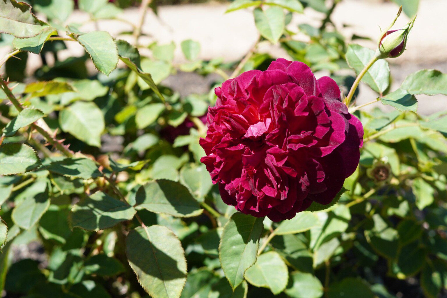 Rose Garden Map | Forever Balboa Park