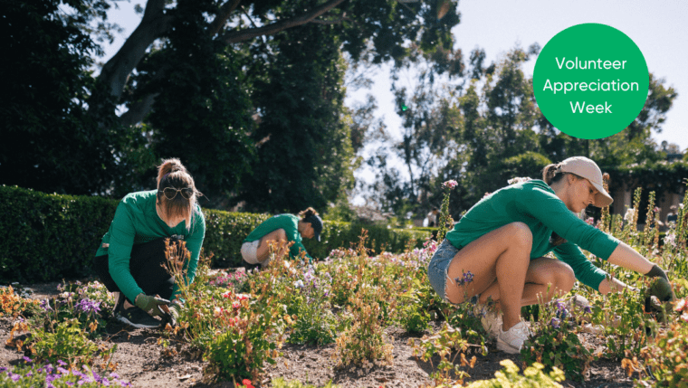 Volunteer Appreciation Week: Garden Stewards Cultivate Their Community ...