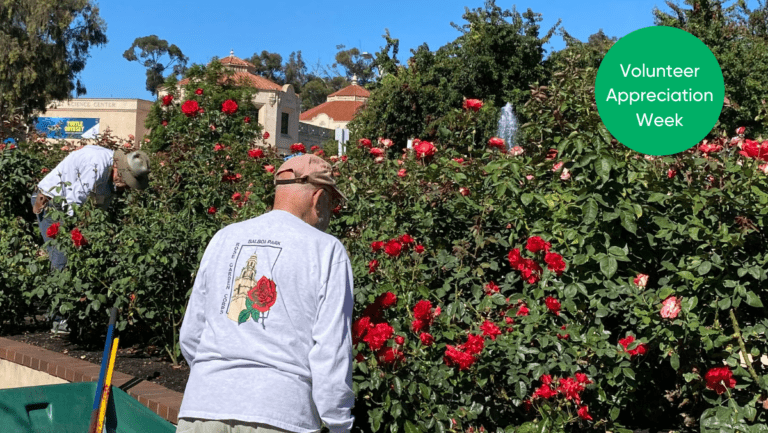 Volunteer Appreciation Week: Rose Garden Corps Care for a Corner of ...