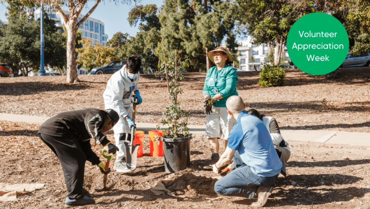 Volunteer Appreciation Week: Tree Stewards Leave a Legacy | Forever ...