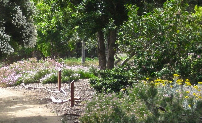 Trees For Health | Forever Balboa Park